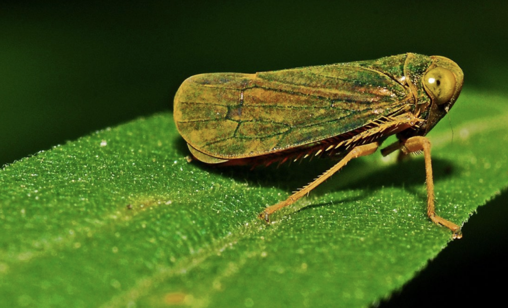 La cicadelle : symptômes et moyens de lutte - Jardin de Grand Meres