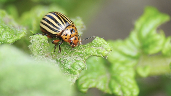 Comment se débarrasser facilement des parasites du jardin - Jardin de ...