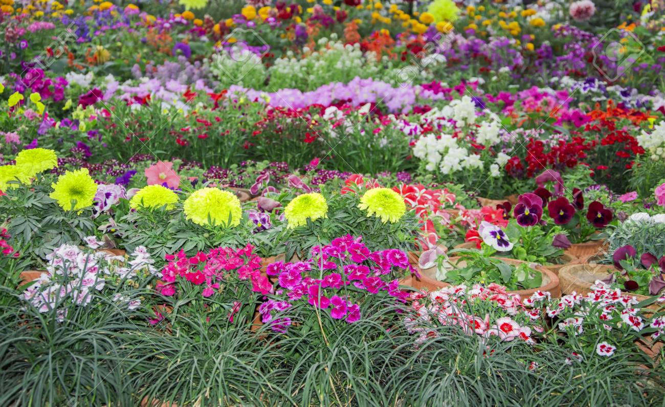 Types de plantes et de fleurs et comment se développer - Jardin de ...