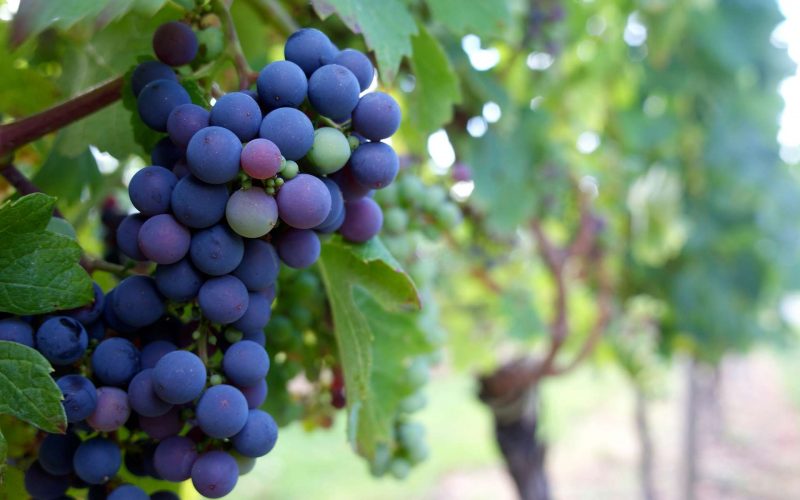 Comment faire pousser des raisins - Jardin de Grand Meres