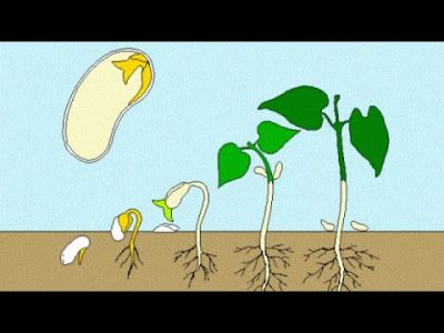 Comment faire pousser des haricots - Jardin de Grand Meres