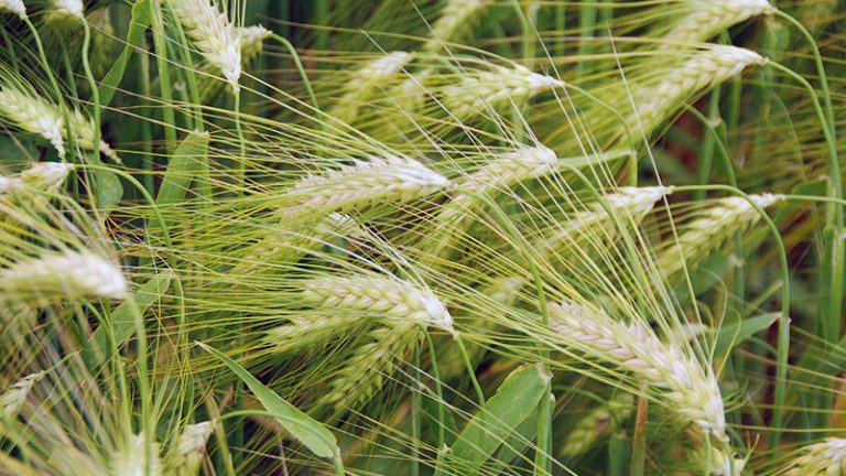 Les 10 avantages de l'orge - Jardin de Grand Meres