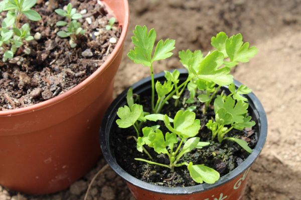 La croissance du persil - Jardin de Grand Meres