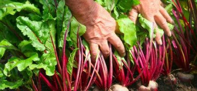 Comment faire pousser des betteraves .. Apprenez à faire pousser des ...