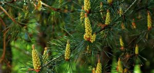 Méthode de Faire pousser un pin à partir de graine - Jardin de Grand Meres