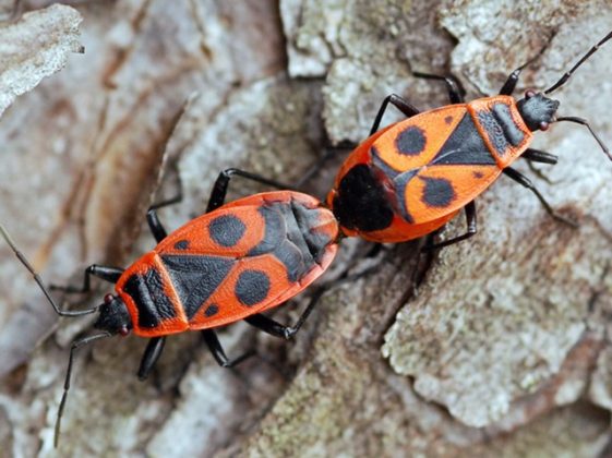 12 types d’insectes très utiles pour votre jardin | Jardin de Grand Meres