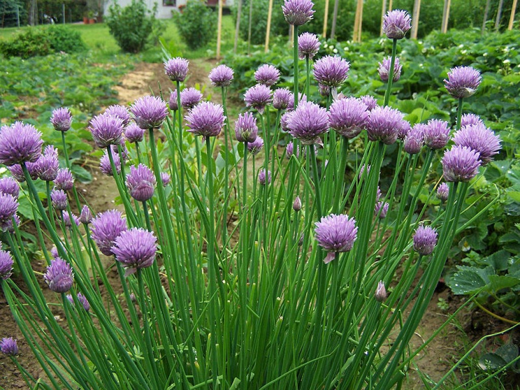 Cultiver la ciboulette : 12 bonnes raisons de le faire - Jardin de ...