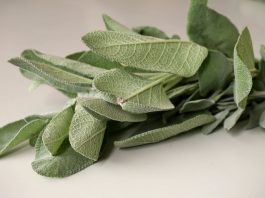 4 bonnes raisons de planter de la sauge et de nombreuses façons ...