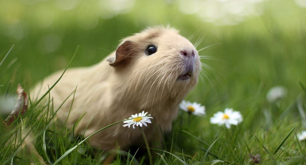 Le cochon d'Inde est l'animal de prédilection des enfants - Jardin de ...