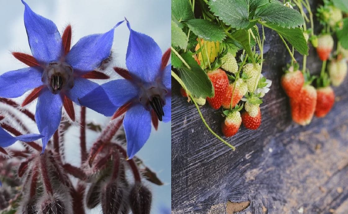 7 idées pour combiner fleurs, légumes et fruits dans le jardin - Jardin ...