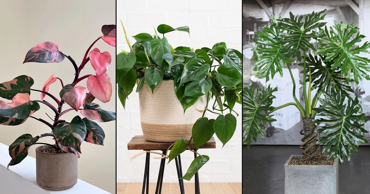 6 Meilleures Variétés De Philodendrons Faciles à Cultiver En Intérieur