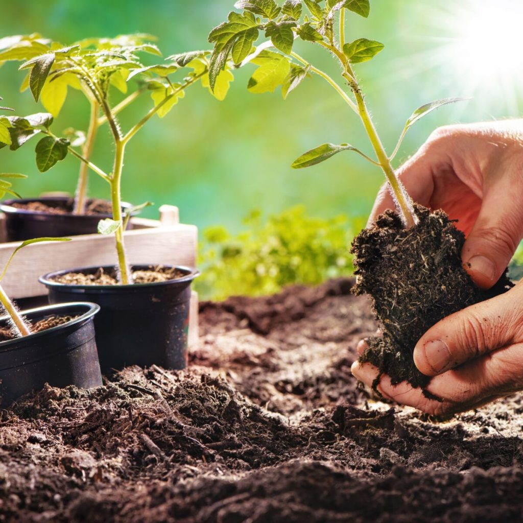 Jardin : 10 conseils pour une plantation réussie - Jardin de Grand Meres