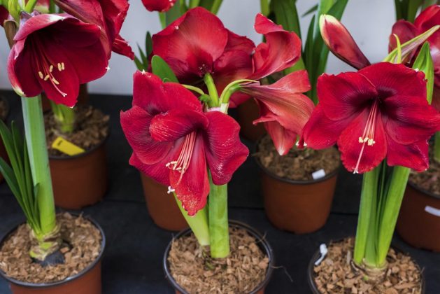 Comment cultiver et prendre soin des amaryllis - Jardin de Grand Meres