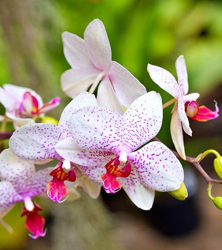 Les différents types d'orchidées - Jardin de Grand Meres