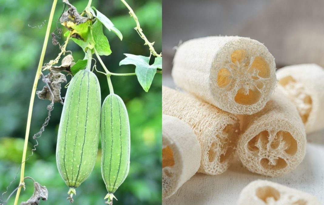 Cultiver le luffa en pot : Comment cultiver le luffa - Jardin de Grand ...