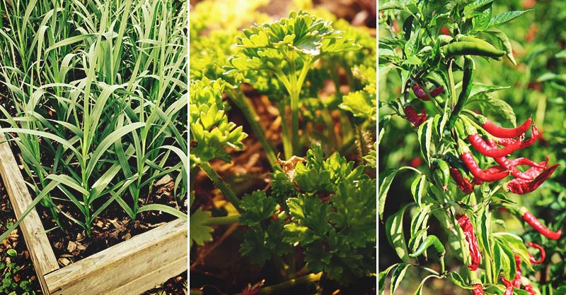 16 épices à cultiver en pot | Cultiver des épices à la maison - Jardin ...