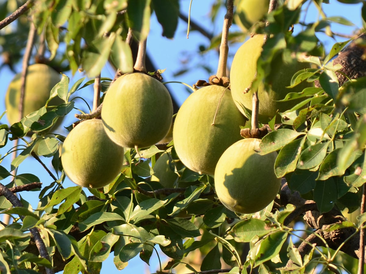 Qu'est-ce que le fruit du baobab et ses bienfaits - Jardin de Grand Meres