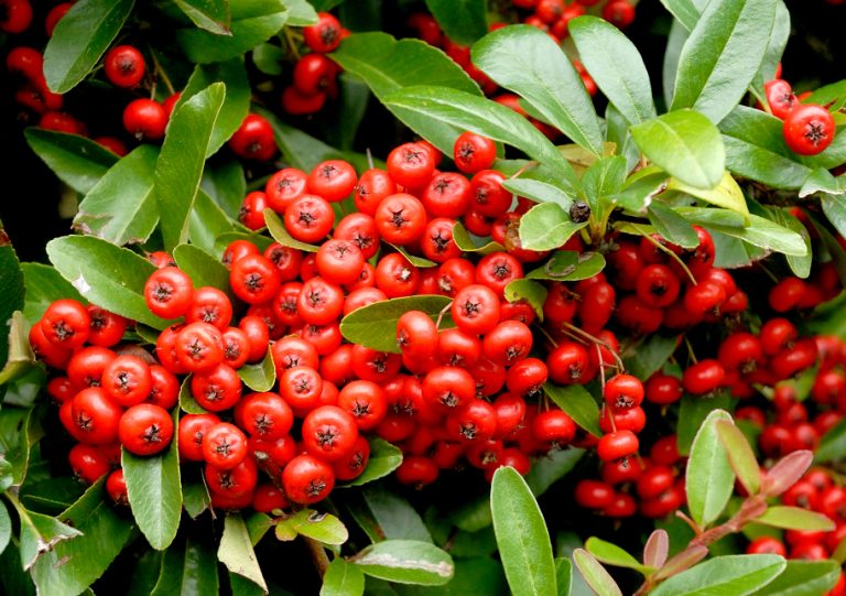 Le skimmia japonais : un arbuste qui fleurit toute l'année. - Jardin de ...