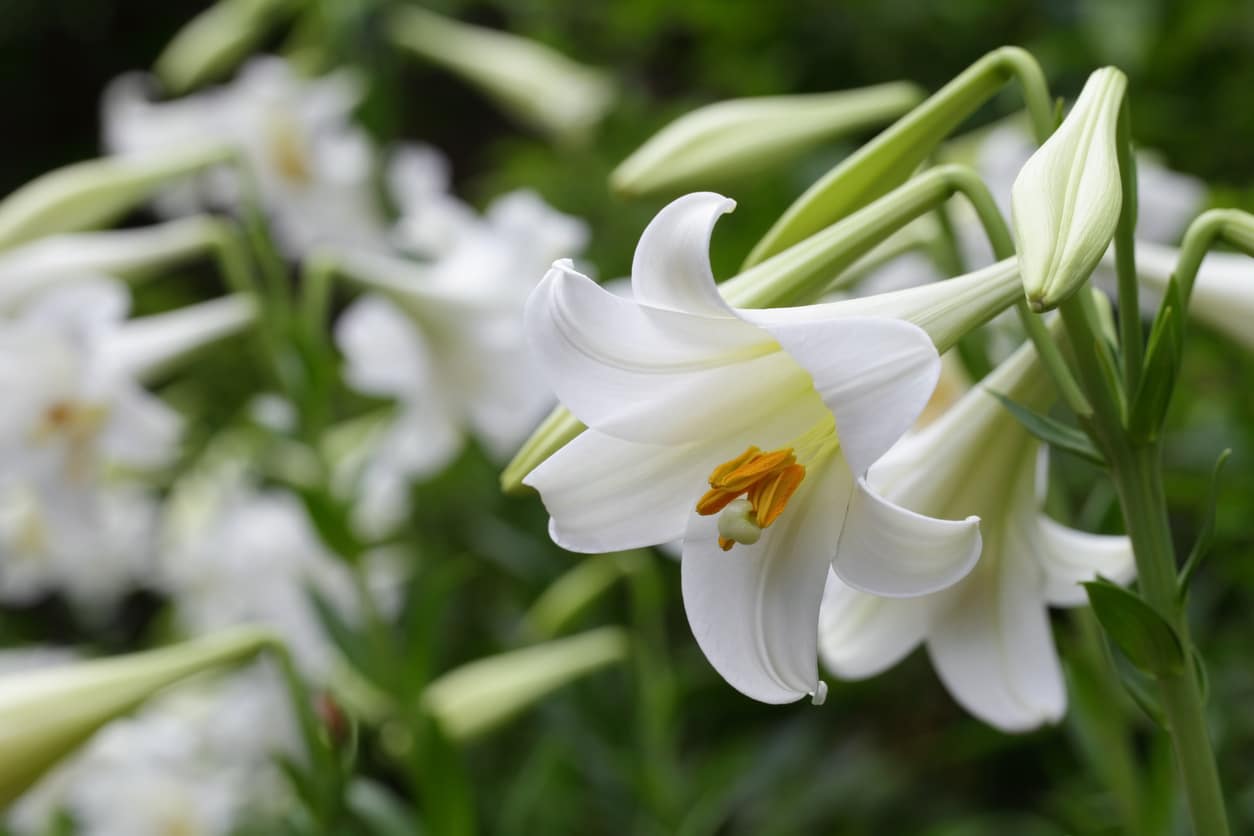 Pour le jardin, 10 des plus belles fleurs blanches - Jardin de Grand Meres