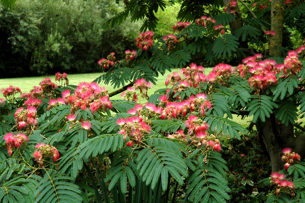 Pour planter et entretenir l'albizia ou arbre à soie : tous les ...