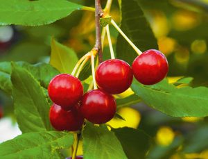 17 plantes fruitières qui donnent rapidement des fruits - Jardin de ...