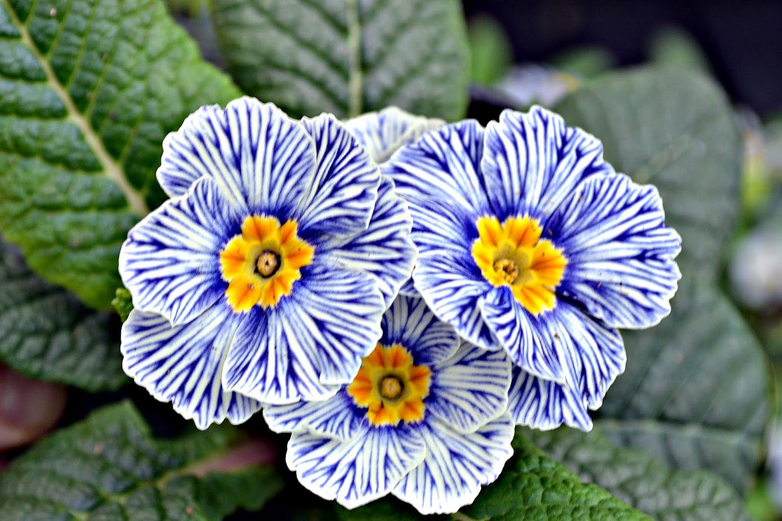 Conseils pour la culture de la primevère fabuleuse - Jardin de Grand Meres