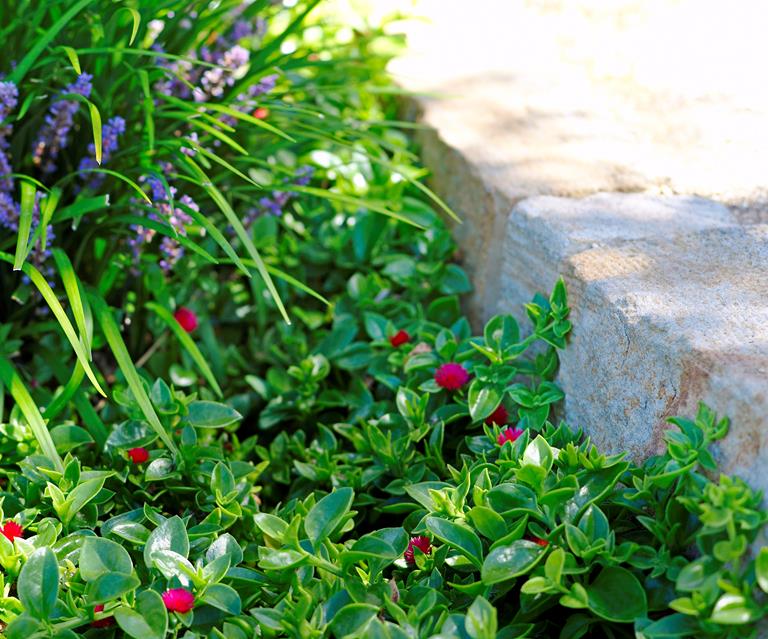 18 Meilleures plantes couvre-sol à l'ombre | plantes couvre-sol à l ...