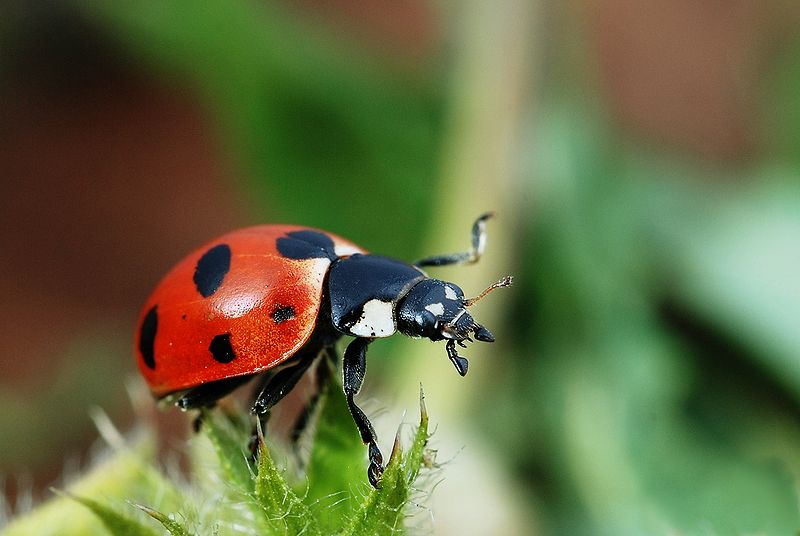 Comment trouver les 5 insectes les plus utiles au jardin - Jardin de ...