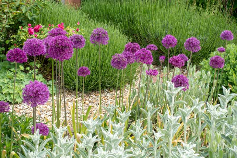 18 Meilleures variétés d'Allium | Types d'oignons ornementaux - Jardin ...