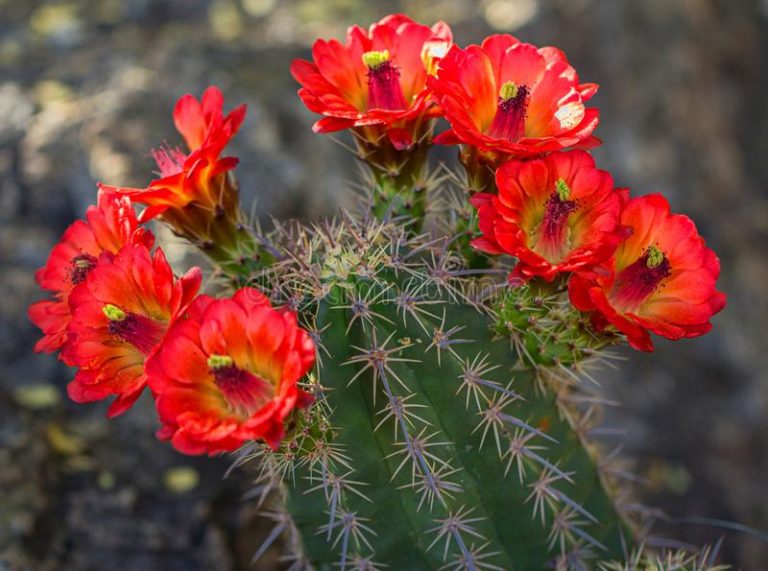 Cactus à couronne rouge - Jardin de Grand Meres