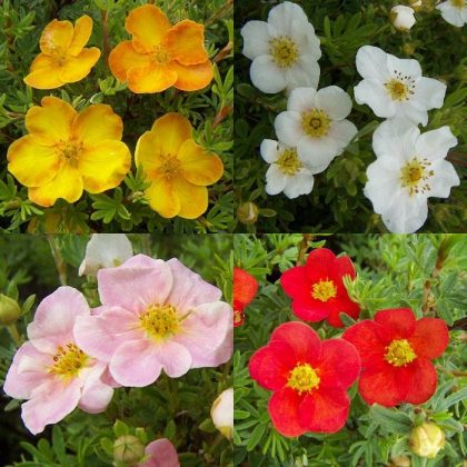 11 différents types de Potentilla - Jardin de Grand Meres