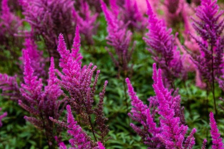 Les différents types d'astilbe (photos et conseils de culture) - Jardin ...