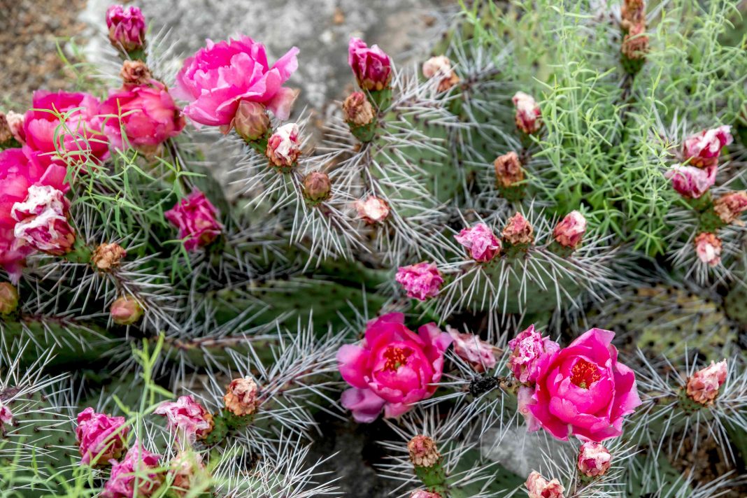 17 Magnifiques cactus à fleurs roses - Jardin de Grand Meres