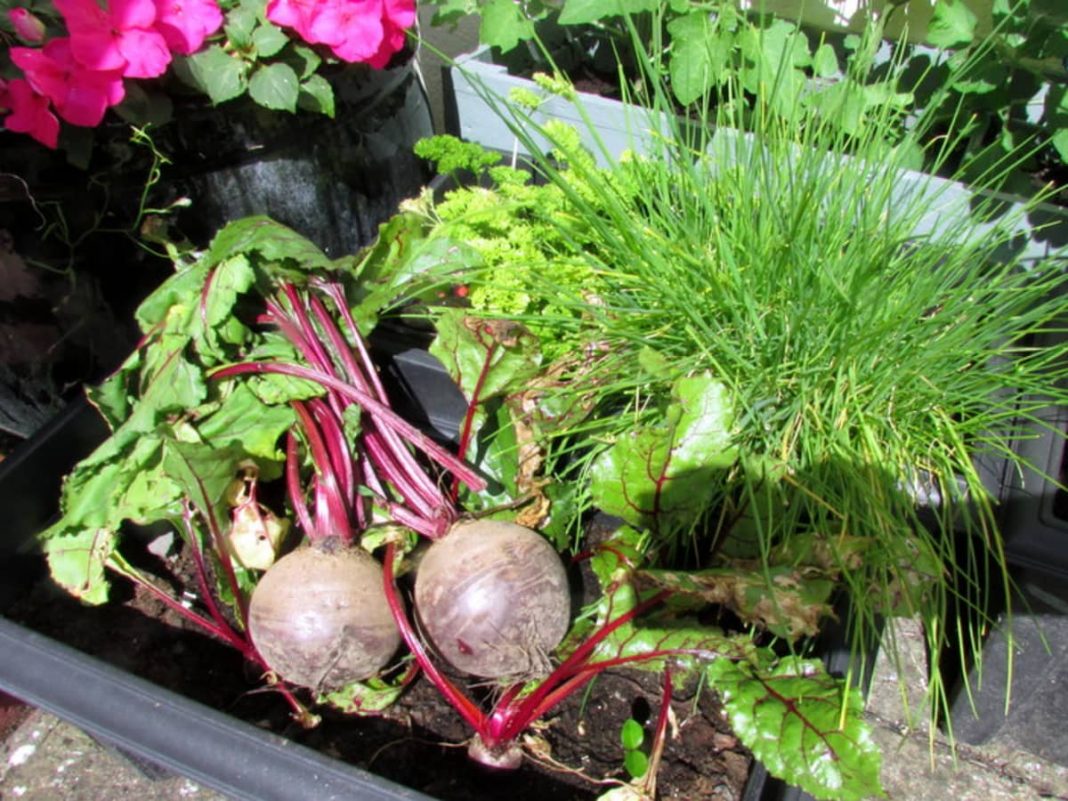 Culture des betteraves en conteneurs | Culture des betteraves en pots ...