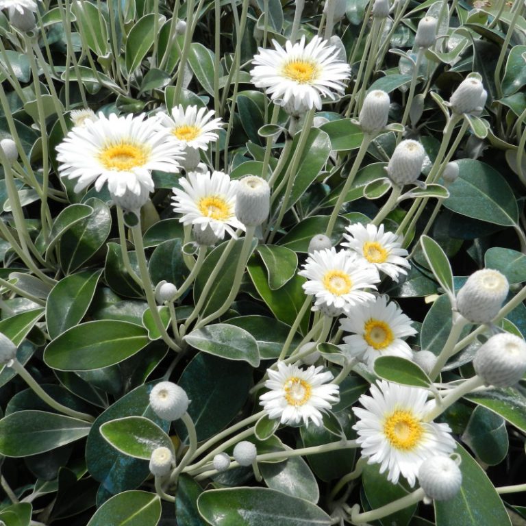 Pâquerette de Nouvelle-Zélande - Jardin de Grand Meres