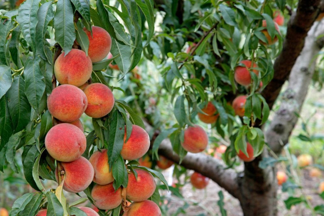 La culture du pêcher - Jardin de Grand Meres