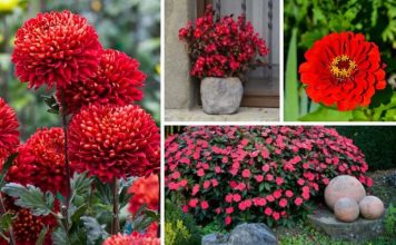 10 belles annuelles rouge vif pour votre jardin - Jardin de Grand Meres