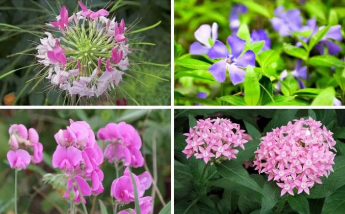 15 annuelles plein soleil qui fleurissent tout l'été - Jardin de Grand ...