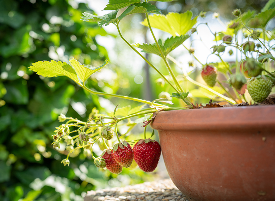 5 plantes qui poussent bien dans des pots de fraises - Jardin de Grand ...