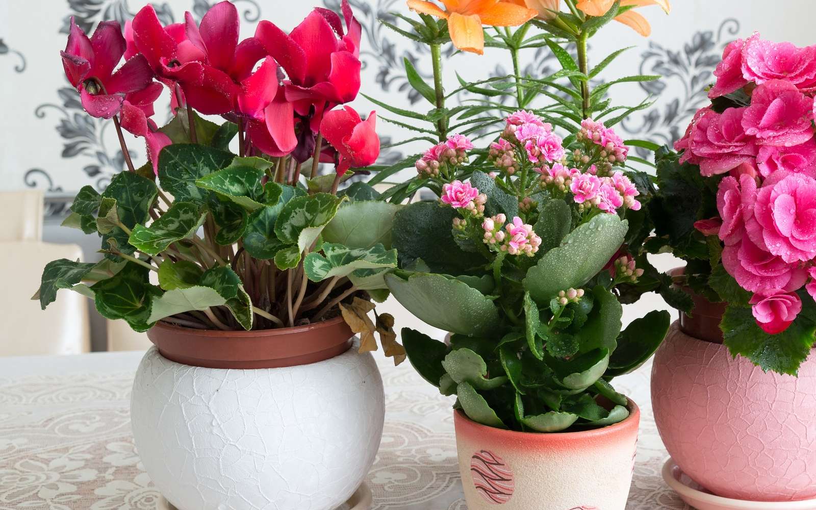 8 plantes d'intérieur aussi belles que des bouquets de fleurs - Jardin ...