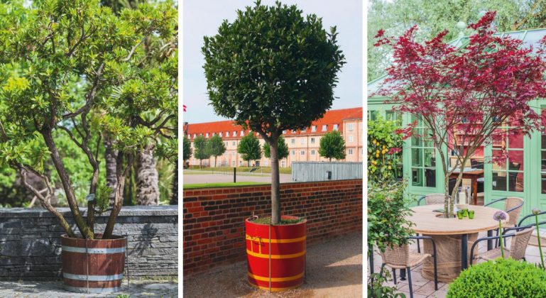 5 superbes arbustes en pots - Jardin de Grand Meres