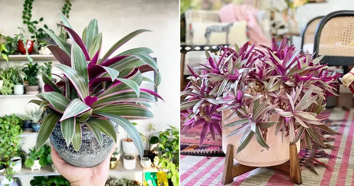 Culture de Rhoeo Discolor - Jardin de Grand Meres