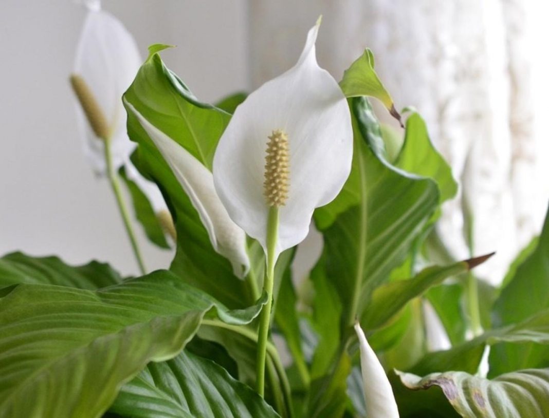 Conseils pour faire fleurir votre lis de paix - Jardin de Grand Meres Conseils pour faire fleurir votre lis de paix - Jardin de Grand Meres