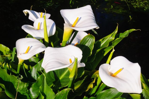 Comment cultiver le lis Calla (Guide de culture complet) - Jardin de ...