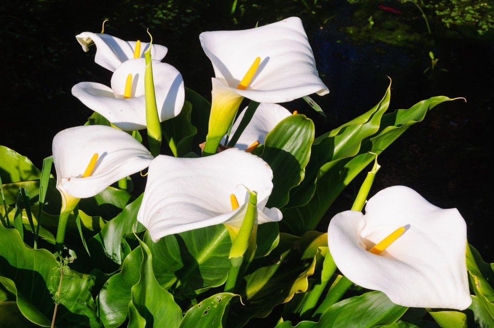 Comment cultiver le lis Calla (Guide de culture complet) - Jardin de ...