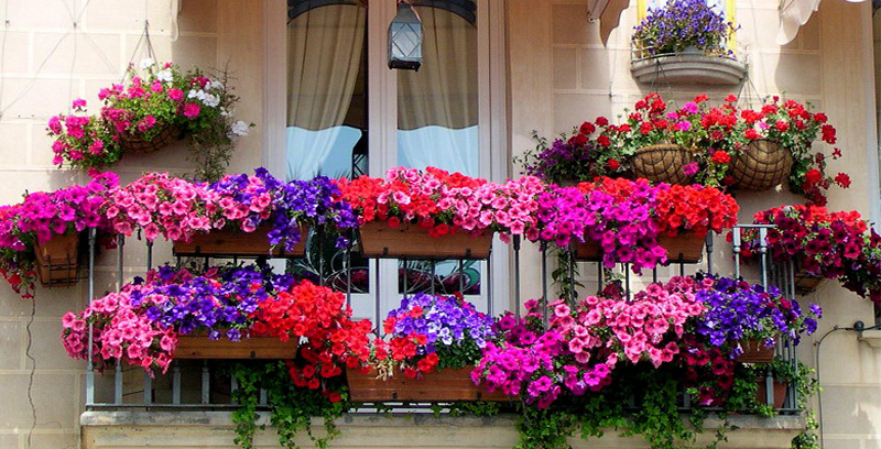 6 conseils pour commencer un jardin de fleurs sur un balcon - Jardin de ...
