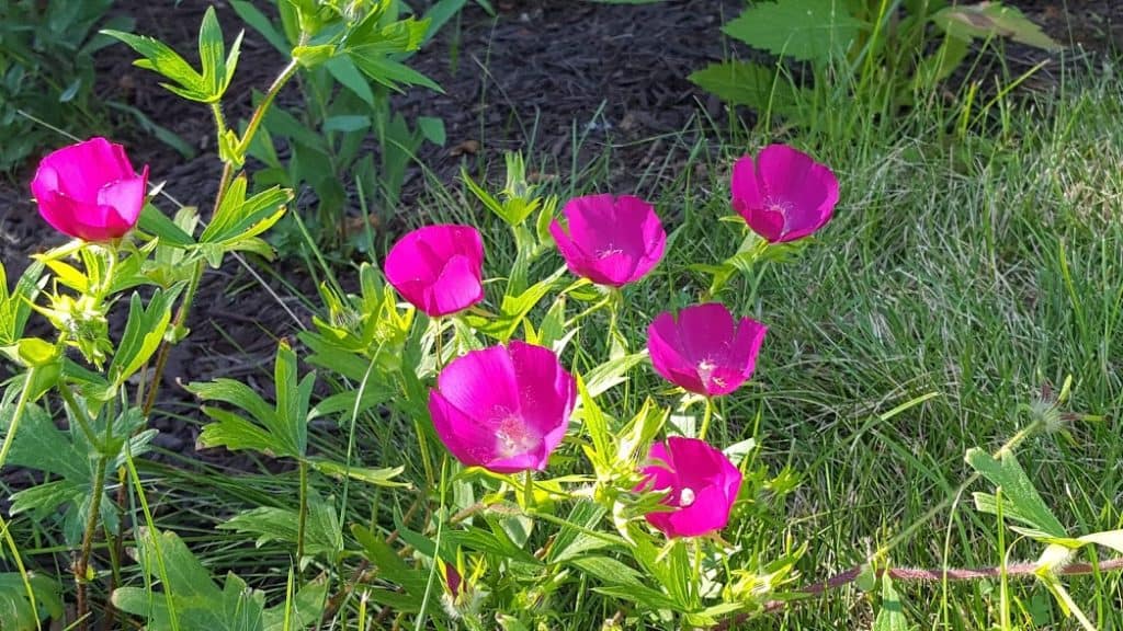 Guide de culture : Comment cultiver la mauve coquelicot (Callirhoe ...