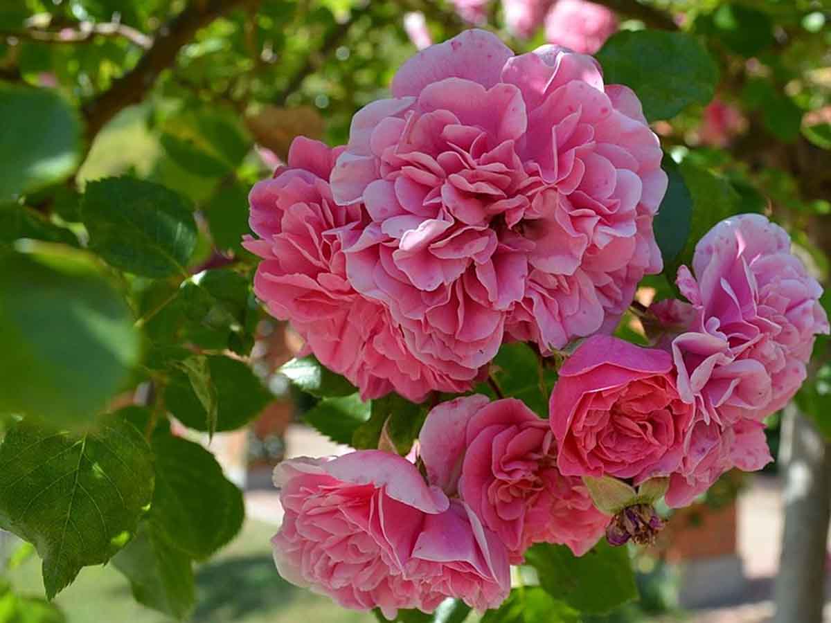 Rosiers : techniques de culture pour les débutants - Jardin de Grand Meres