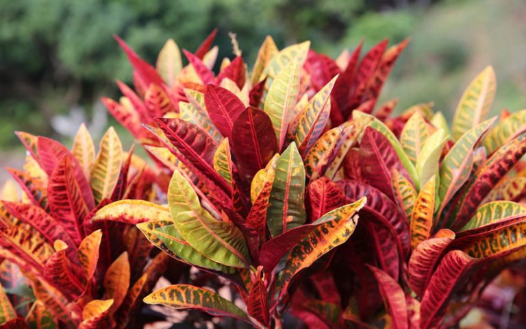 Conseils sur la culture et l'entretien des plantes de Croton - Jardin ...