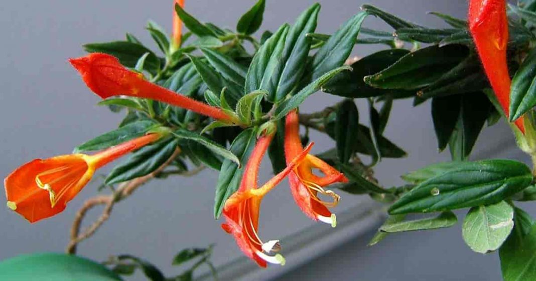 Guide des plantes pour poissons rouges : Comment cultiver et soigner ...